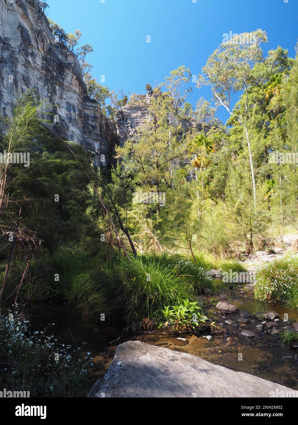Hiking trail though Carnarvon Gorge, a sandstone gorge in Queensland ...