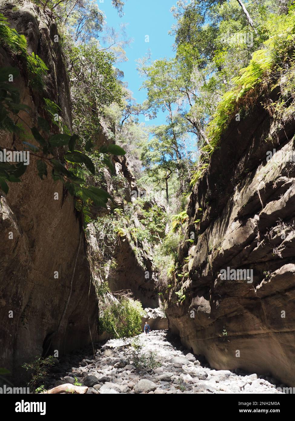 Hiking trail though Carnarvon Gorge, a sandstone gorge in Queensland ...
