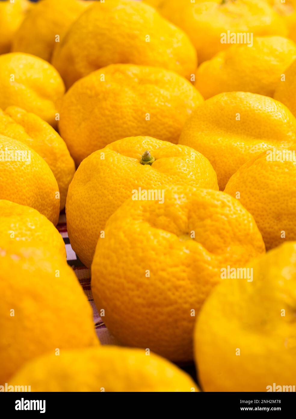 Yuzu fruit tree hi-res stock photography and images - Alamy