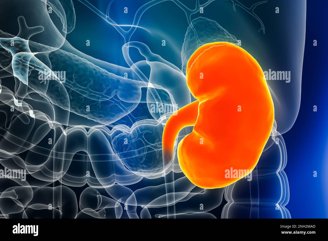 Male kidney hi-res stock photography and images - Alamy