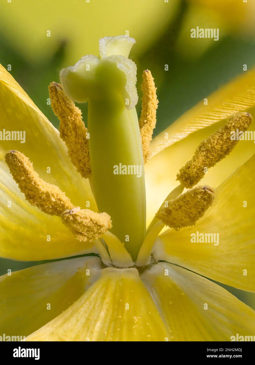 Ovary hi-res stock photography and images - Alamy