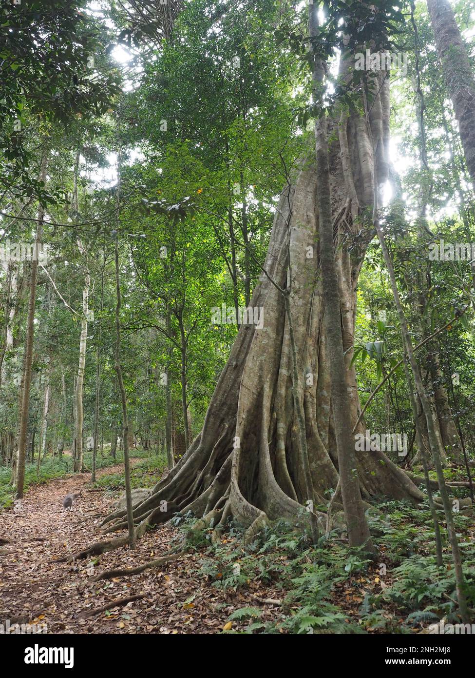 Fig tree trunk with interesting patterns by the path in the Bunya ...