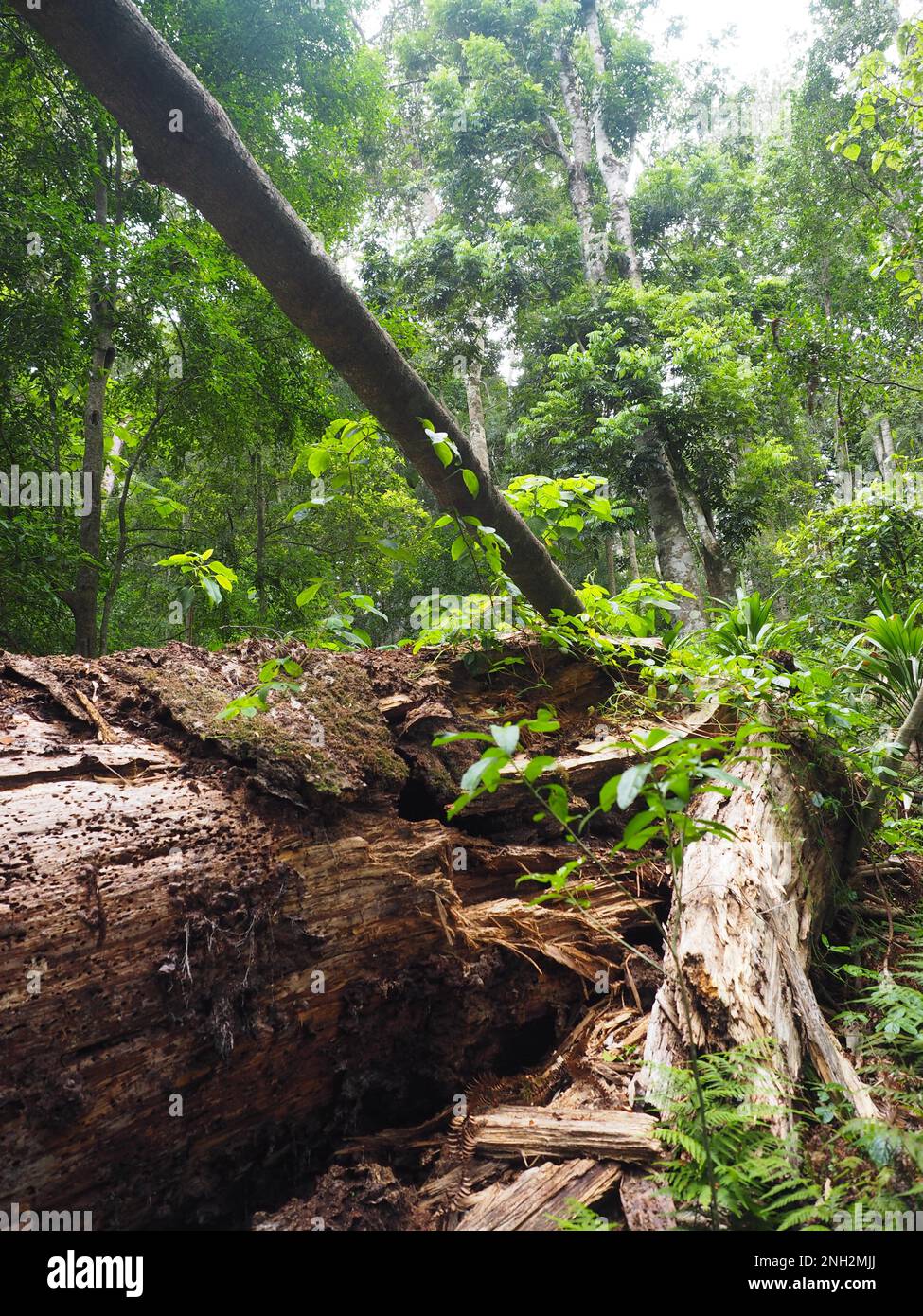 Bunya mountains national park hi-res stock photography and images - Alamy