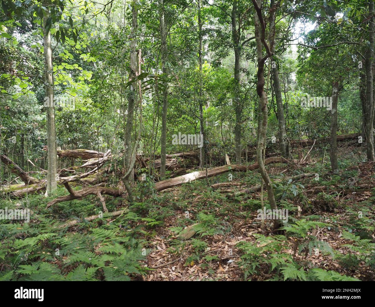 Fallen tree in Bunya mountains national park, Queensland, Australia ...
