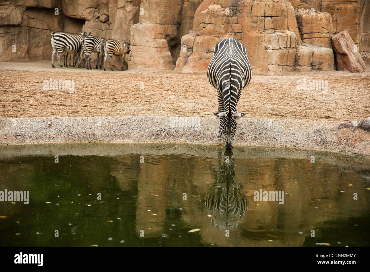 Long distance shot of a drinking zebra which is reflected in the water ...