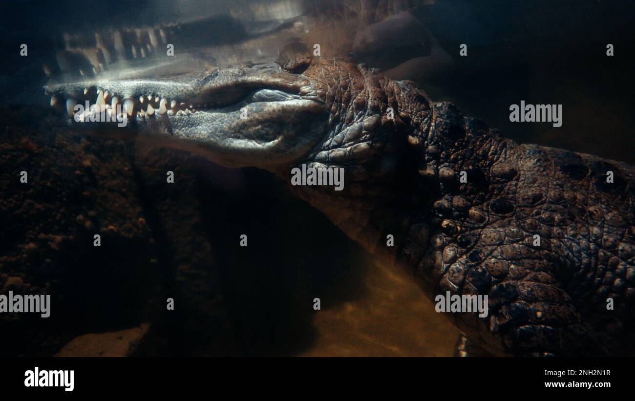 Wildlife, dangerous animal. An underwater crocodile with its head ...