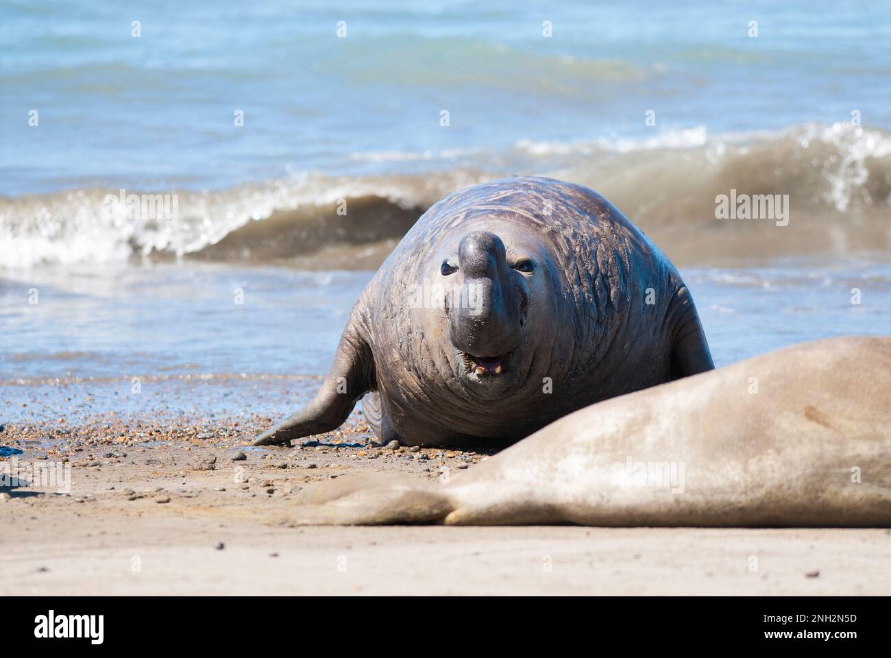 South Atlantic Elephant Seal, in antarctic environment , Hannah Point ...