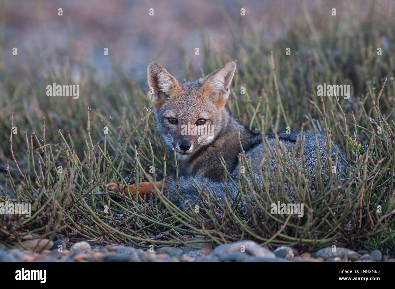 Pampas Grey fox, La Pampa, Patagonia, Argentina Stock Photo - Alamy