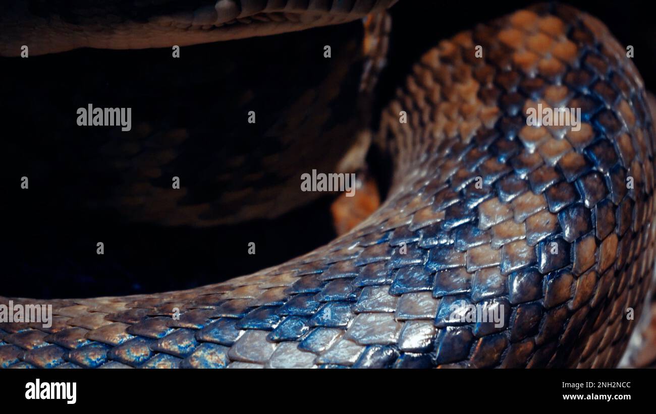 A scaly large reticulated python coiled up in a knot and waits for a ...