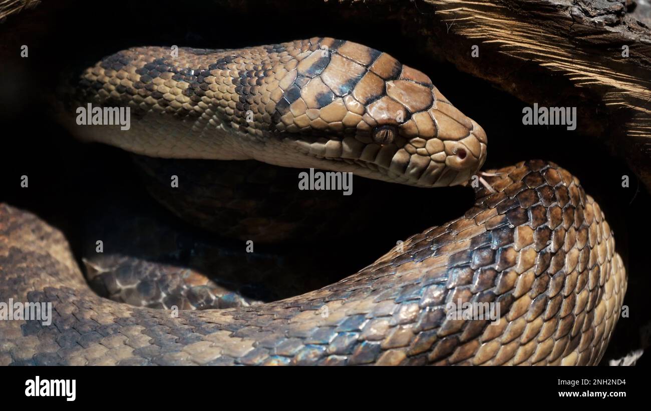 A scaly large reticulated python coiled up in a knot and waits for a ...