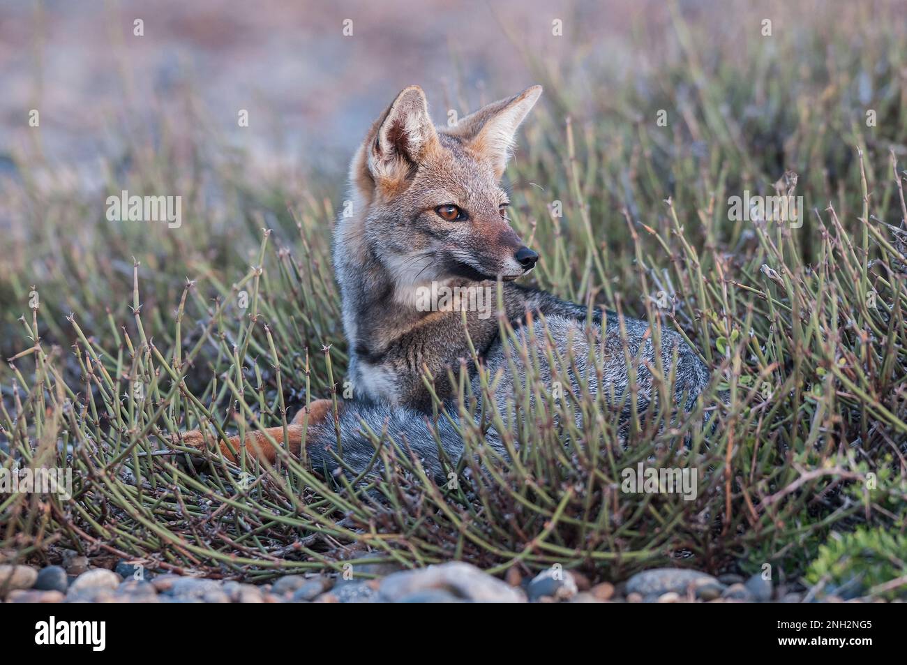 Pampas Grey fox, La Pampa, Patagonia, Argentina Stock Photo - Alamy