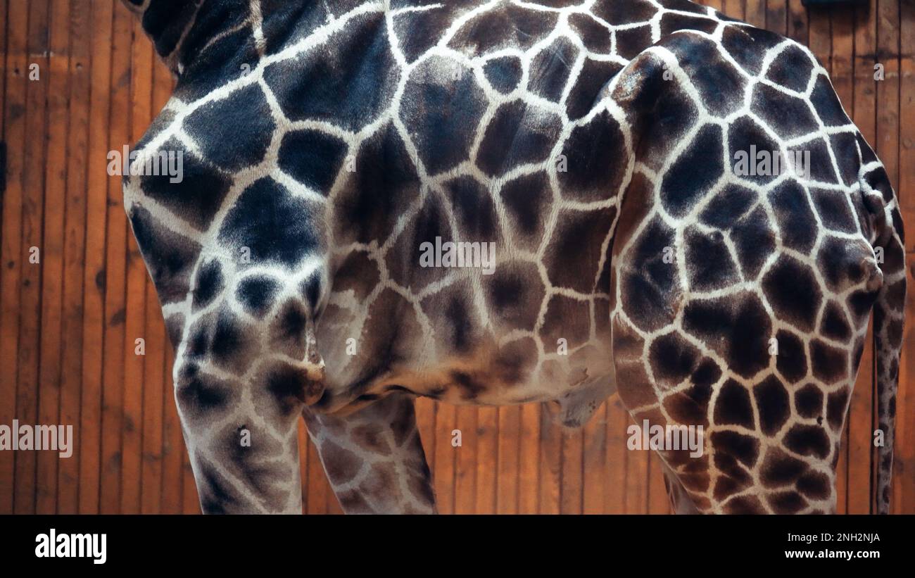 Close up African giraffe body. Animal skin texture. Giraffe skin close ...