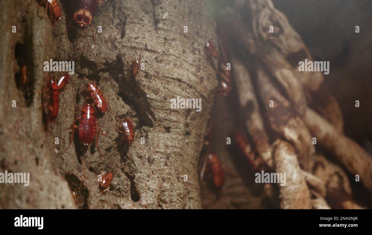 Madagascar cockroaches in a zoo aquarium. The biggest cockroach in the ...