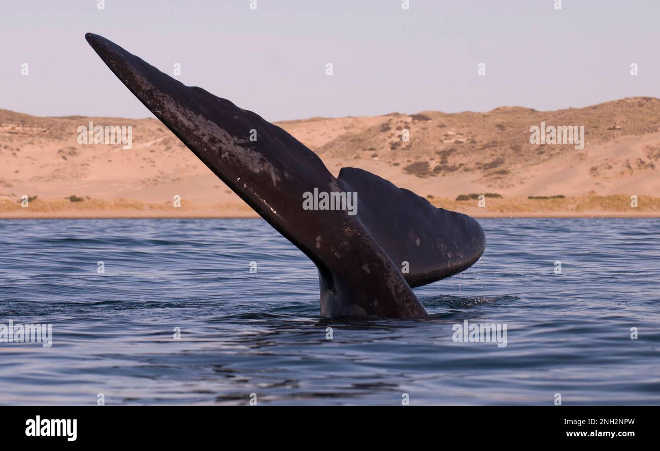 Right Whale jumping , Eubalaena Autralis, Glacialis, Patagonia ...