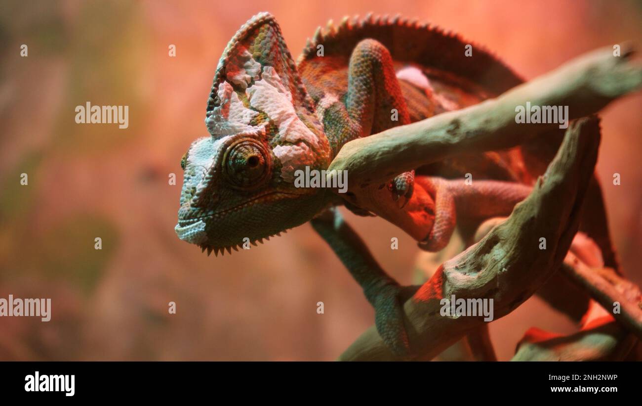 close-up of a chameleon lizard in the forest. The lizard moved its eye ...