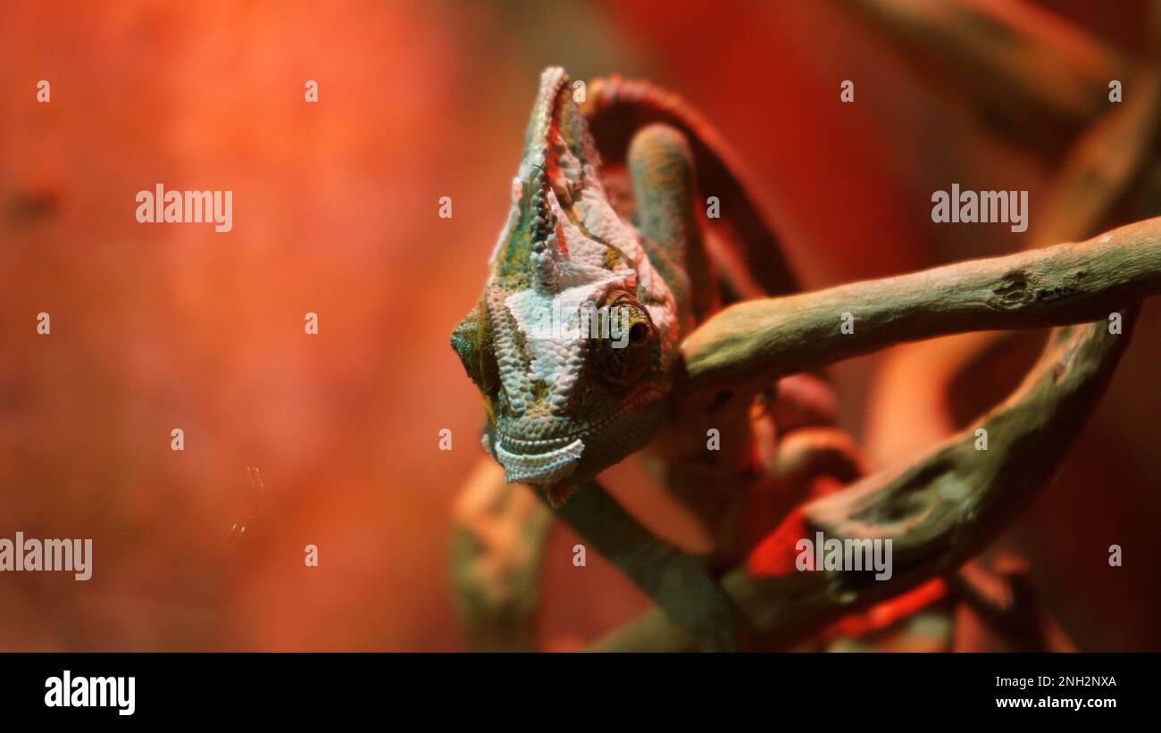 close-up of a chameleon lizard in the forest. The lizard moved its eye ...