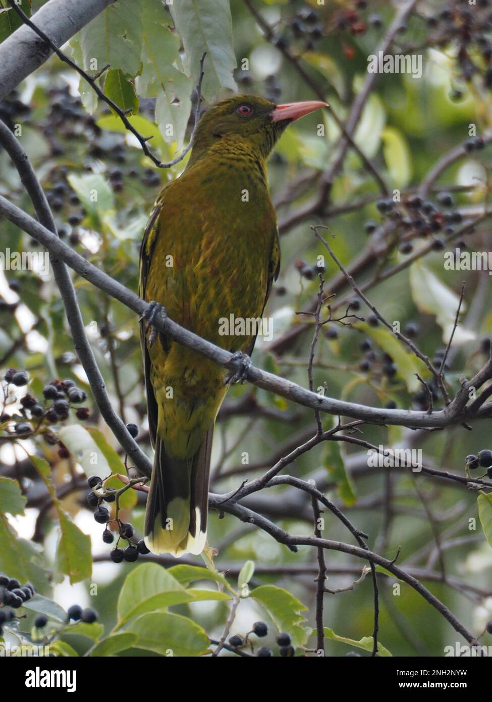 Green Oriole (Oriolus flavocinctus) perched in a tree, Cooktown ...