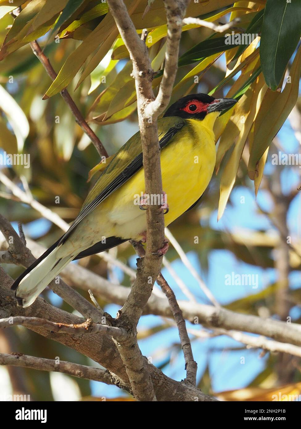 Red eye figbird hi-res stock photography and images - Alamy