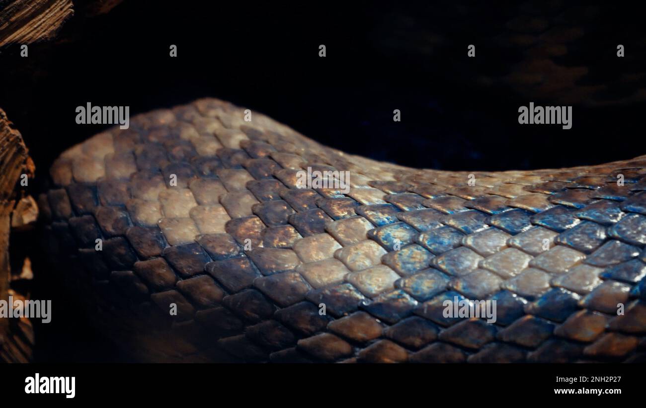 A scaly large reticulated python coiled up in a knot and waits for a ...