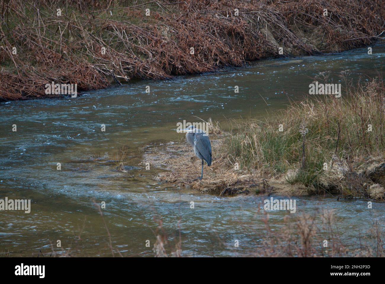Great Blue Heron at the shore of Pennsylvania's Codorus Creek Stock ...