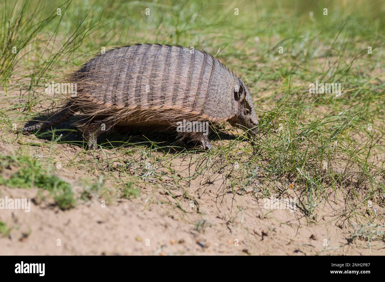 Armadillo in desert environment, Peninsula Valdes, Unesco World ...