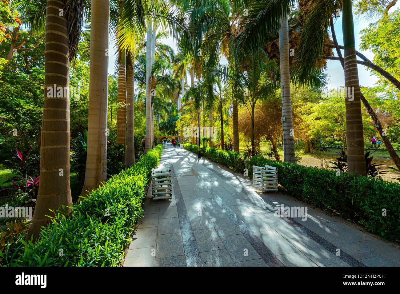 Botanical Garden at the Kitchener's Island in Nile river, Aswan, Egypt ...