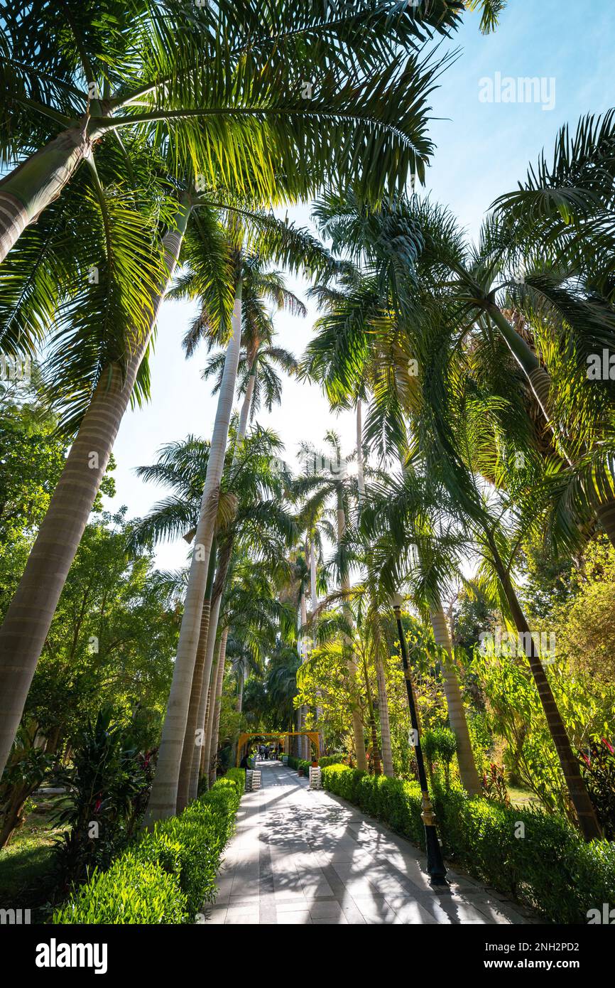 Botanical Garden at the Kitchener's Island in Nile river, Aswan, Egypt ...