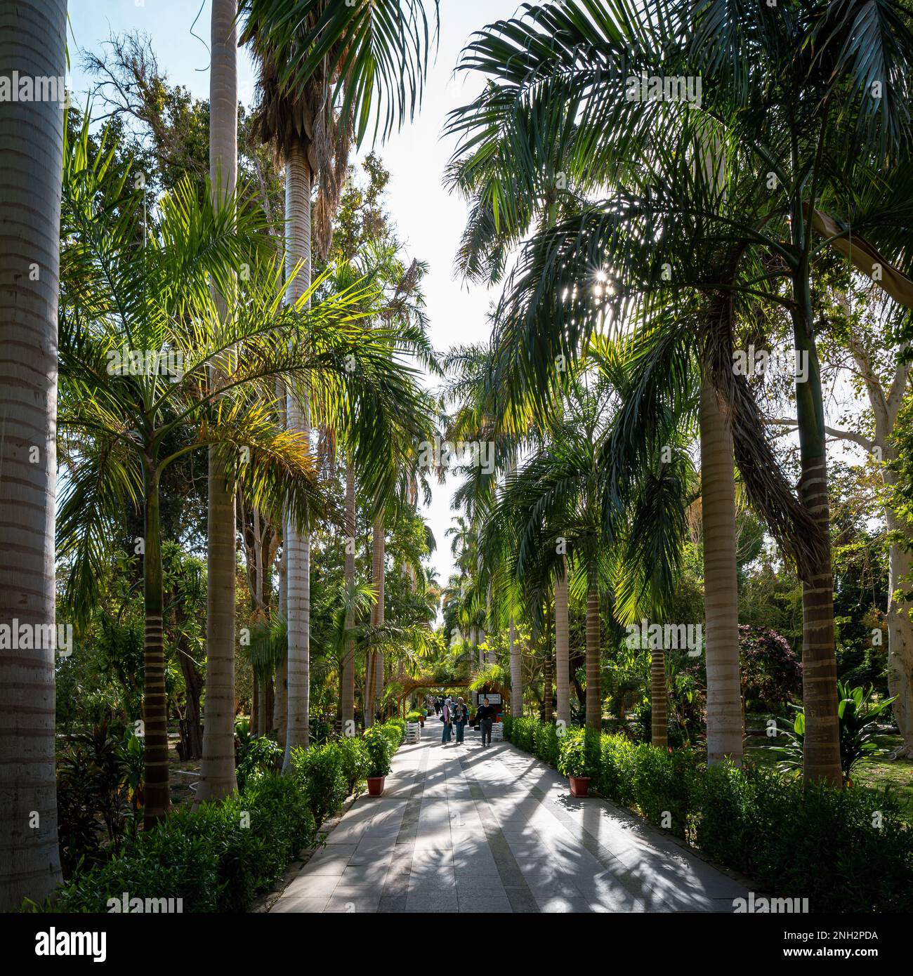 Botanical Garden at the Kitchener's Island in Nile river, Aswan, Egypt ...
