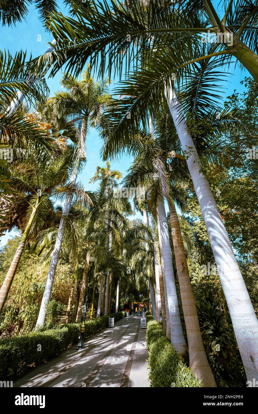 Botanical Garden at the Kitchener's Island in Nile river, Aswan, Egypt ...