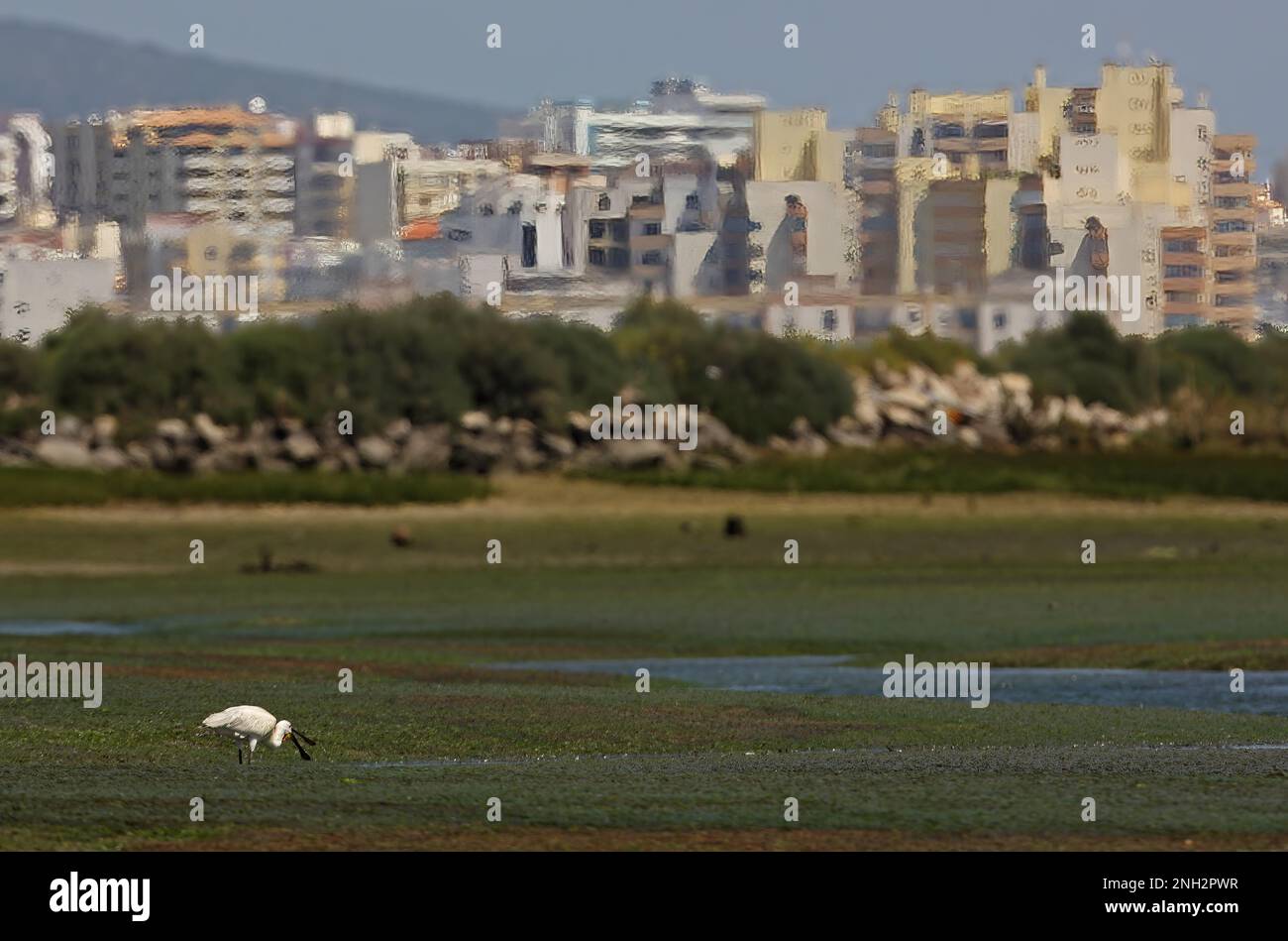 Eurasian Spoonbill (Platalea leucorodia) adult feeding in estuary with ...