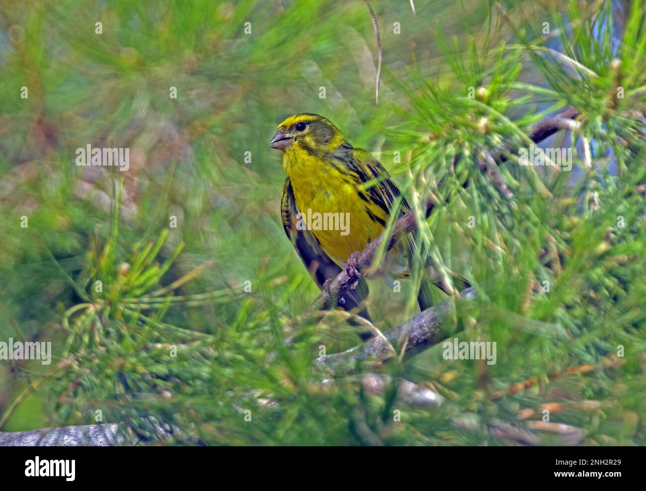 European Serin (Serinus serinus) adult male perched in pine tree ...