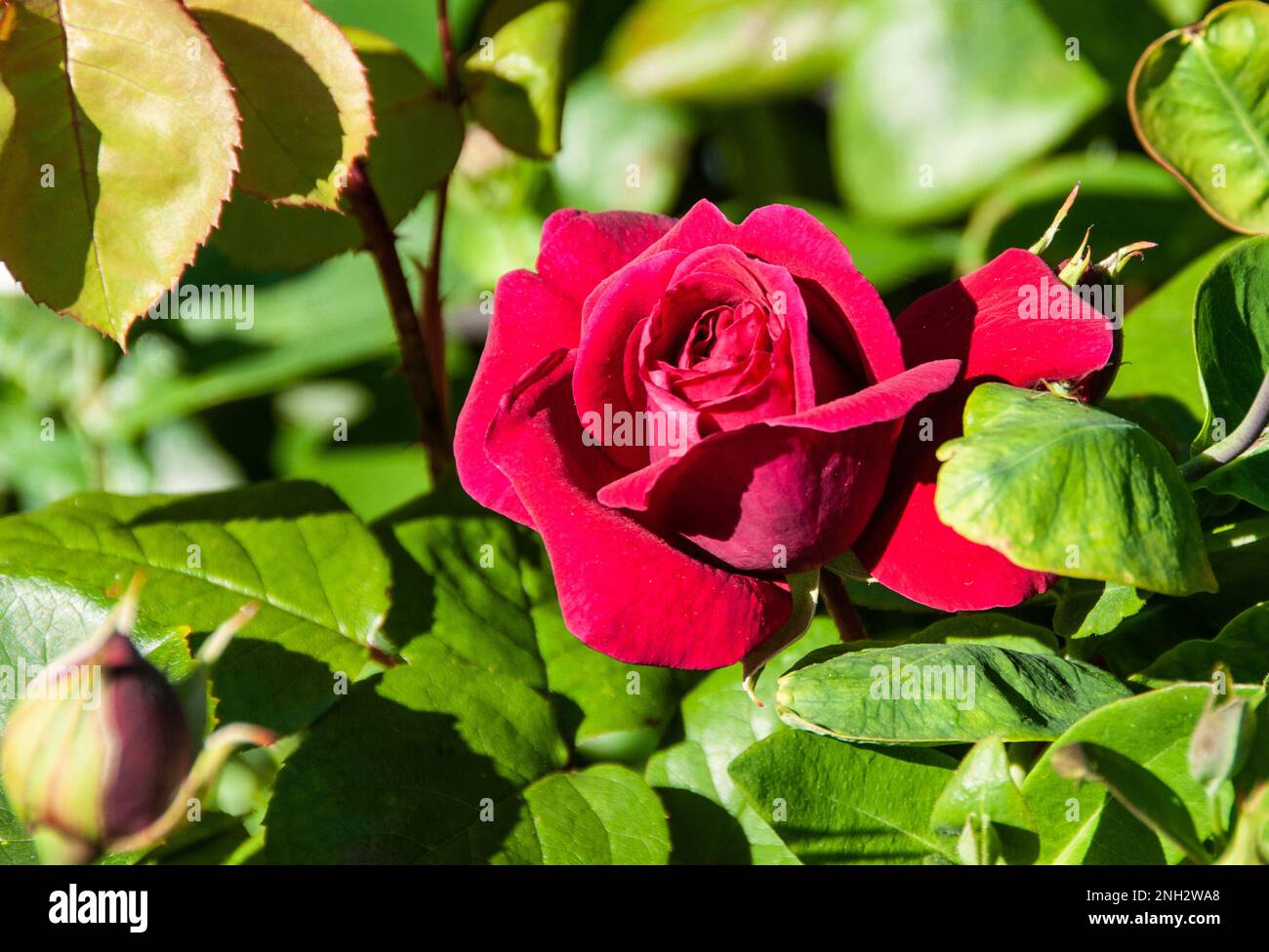 Around the UK - Red Rose Stock Photo - Alamy