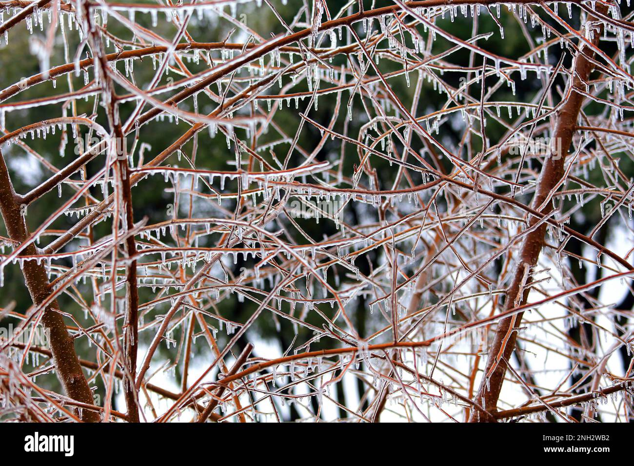Frozen icicles hi-res stock photography and images - Alamy