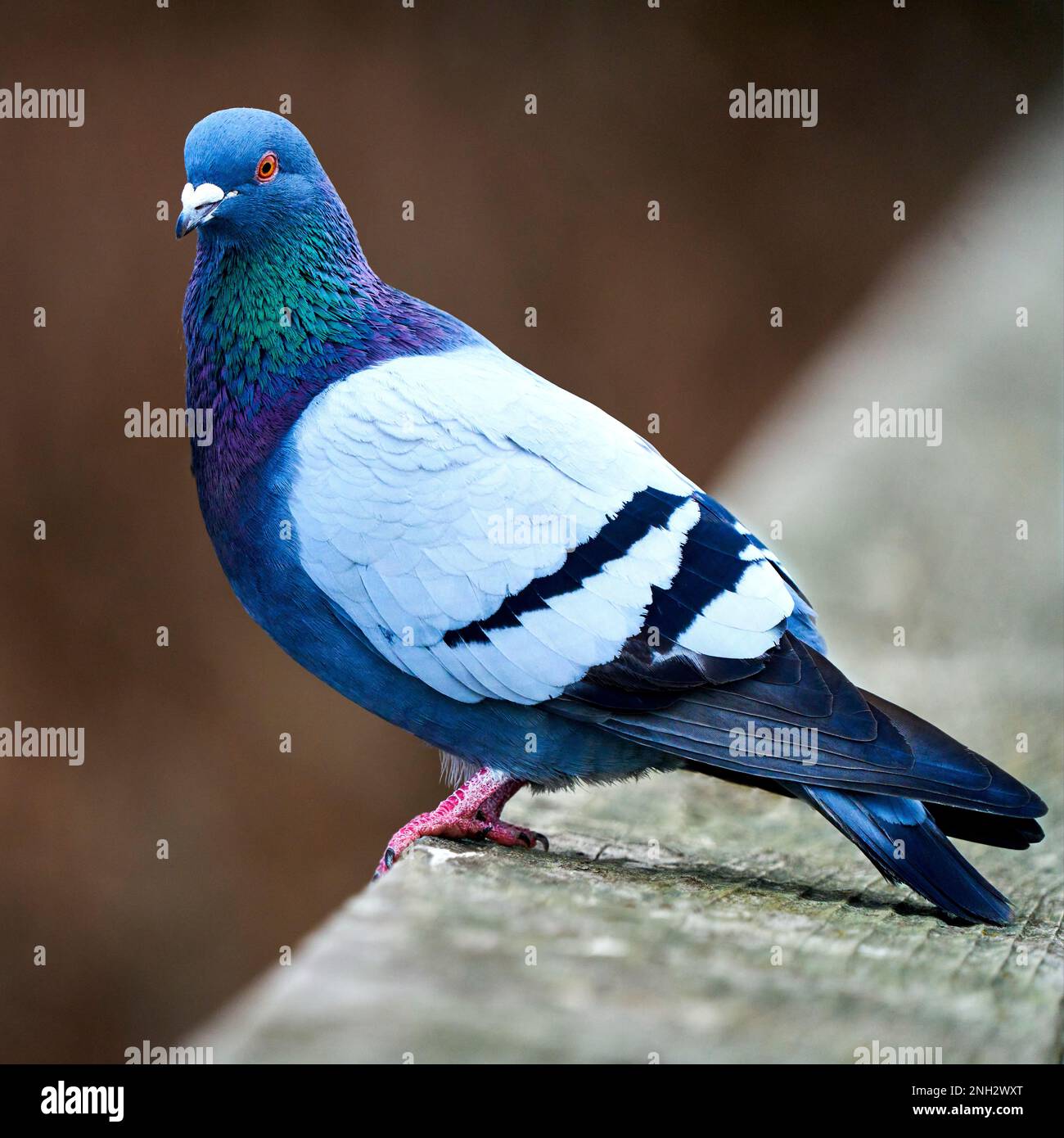 Pigeon with beautiful plumage looking at the photographer Stock Photo ...