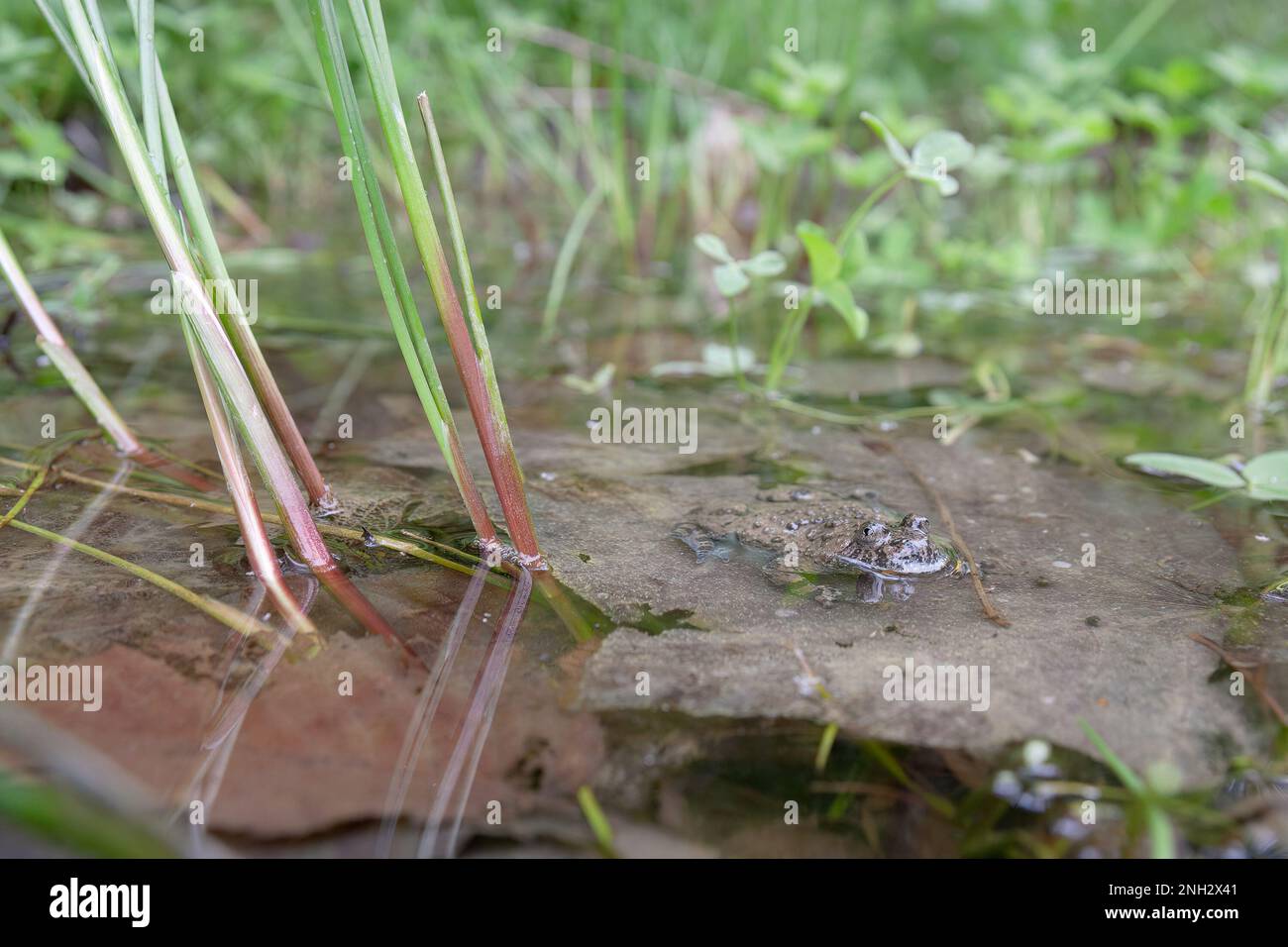 Ululone appenninico - The Apennine yellow-bellied toad (Bombina ...