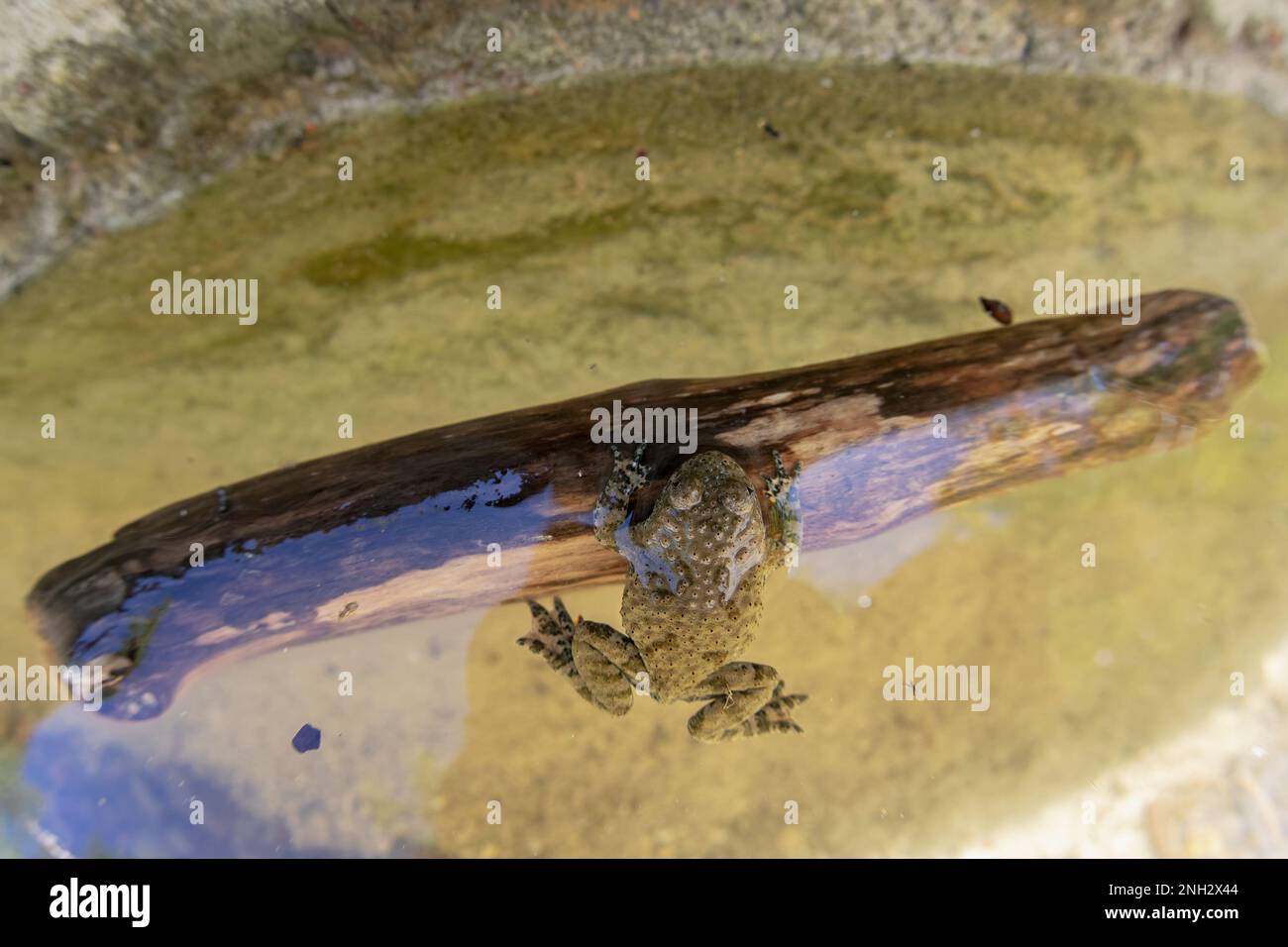 Ululone appenninico - The Apennine yellow-bellied toad (Bombina ...