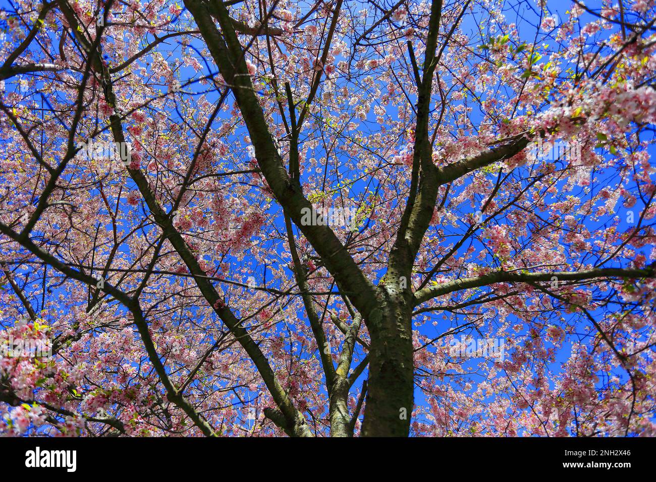 Blossoming tree Long Island New York Stock Photo - Alamy