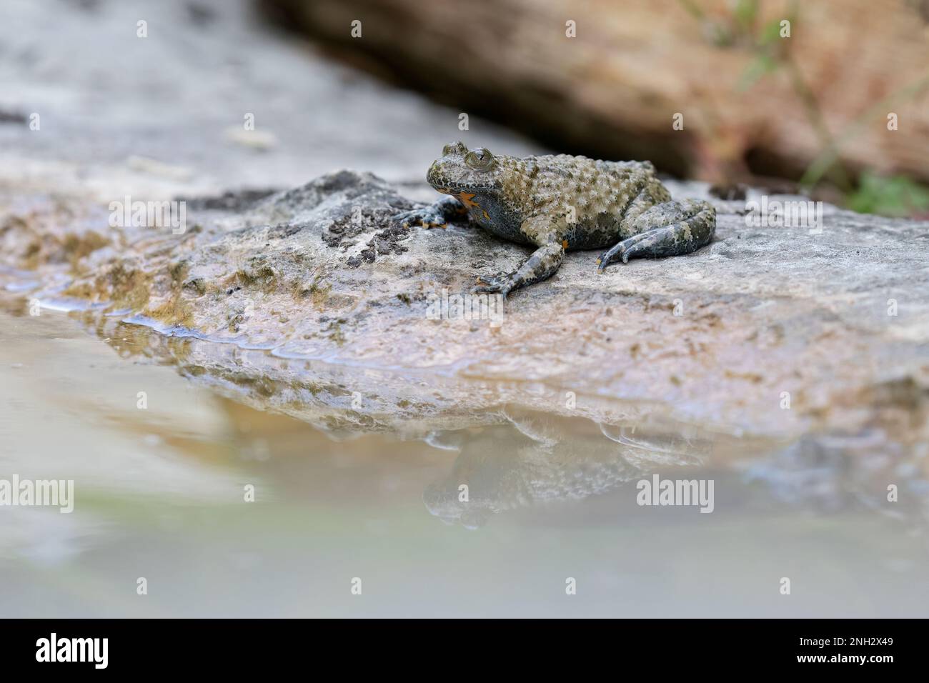 Ululone appenninico - The Apennine yellow-bellied toad (Bombina ...