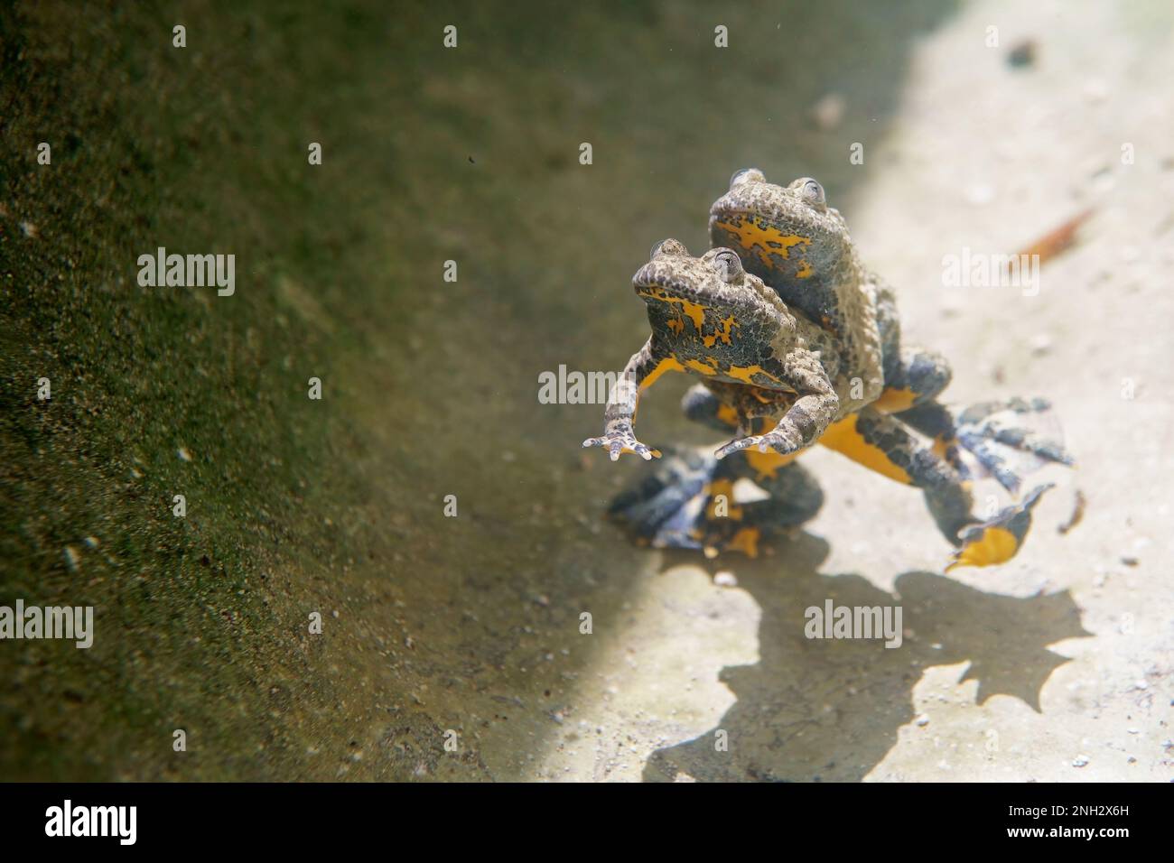 Ululone appenninico - The Apennine yellow-bellied toad (Bombina ...