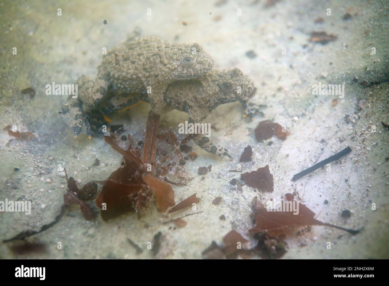 Ululone appenninico - The Apennine yellow-bellied toad (Bombina ...