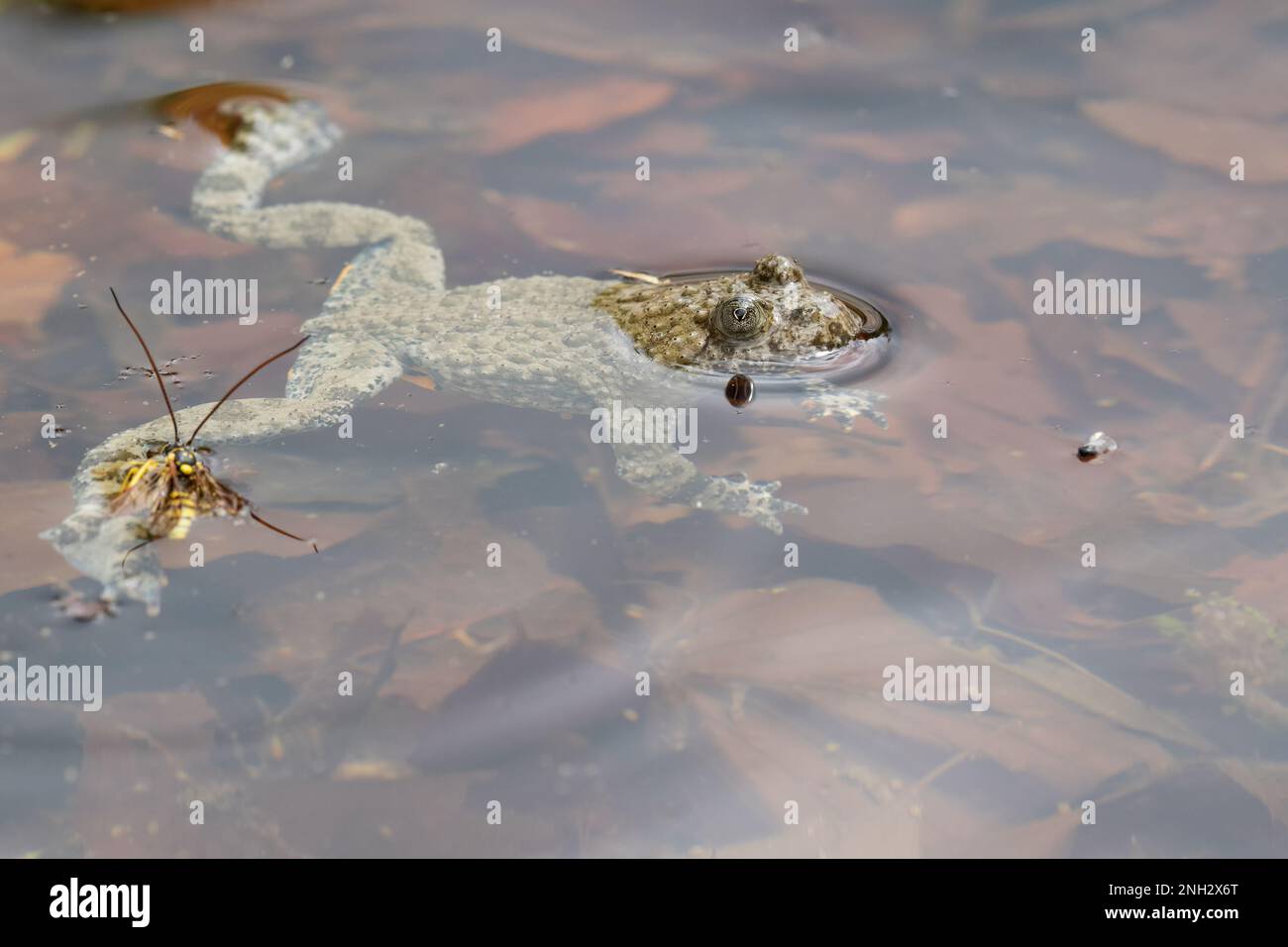 Ululone appenninico - The Apennine yellow-bellied toad (Bombina ...