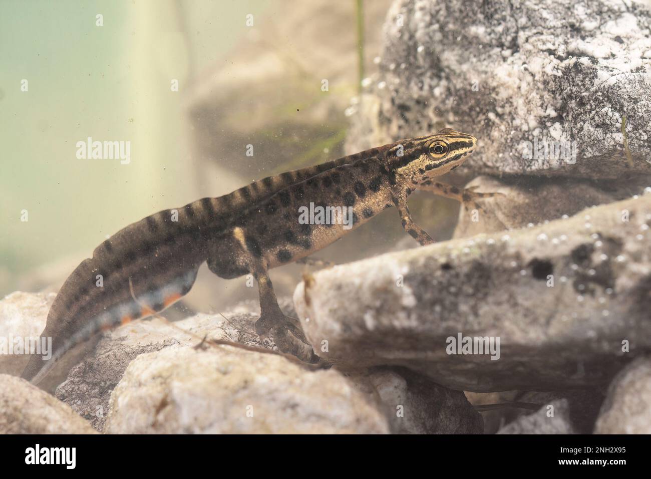 Tritone punteggiato - The smooth newt, European newt, northern smooth ...