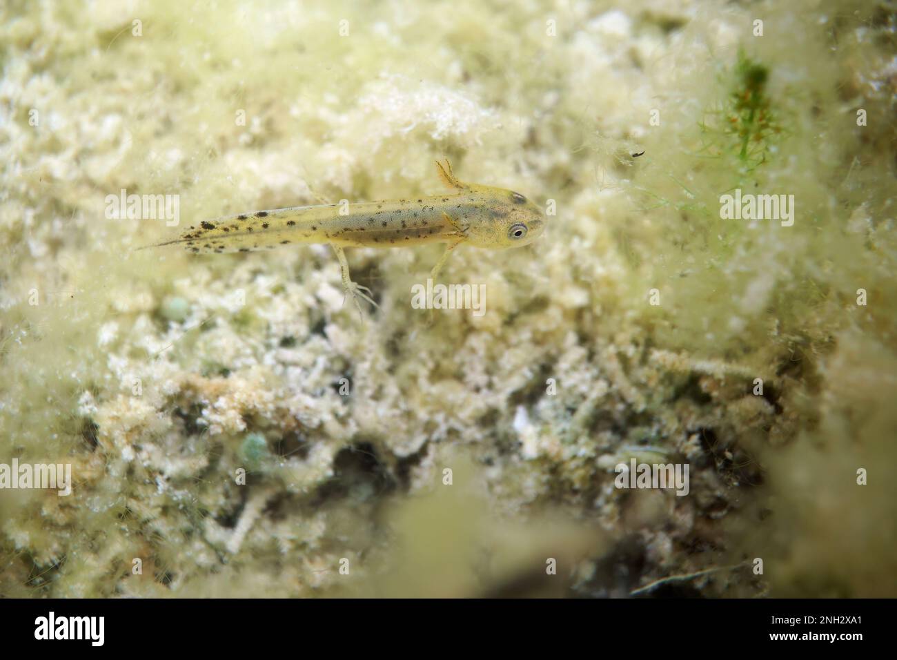 Tritone punteggiato - The smooth newt, European newt, northern smooth ...