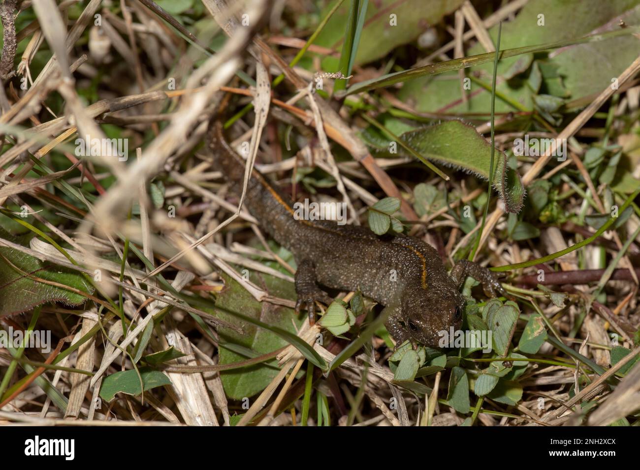 Tritone crestato - Triturus carnifex, the Italian Crested Newt, is a ...