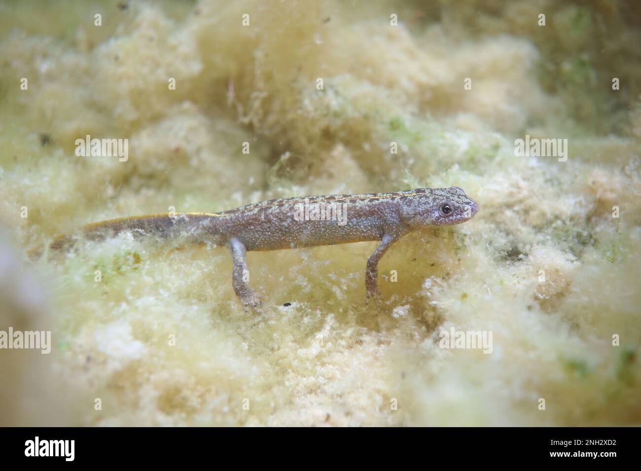 Tritone ctrestato hi-res stock photography and images - Alamy