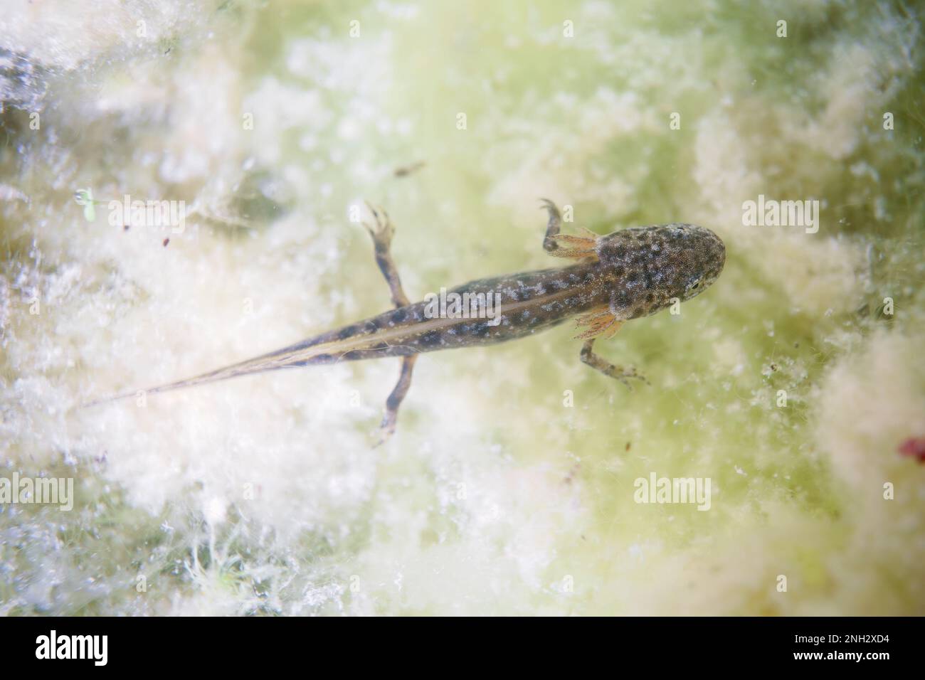 Tritone crestato - Triturus carnifex, the Italian Crested Newt, is a ...