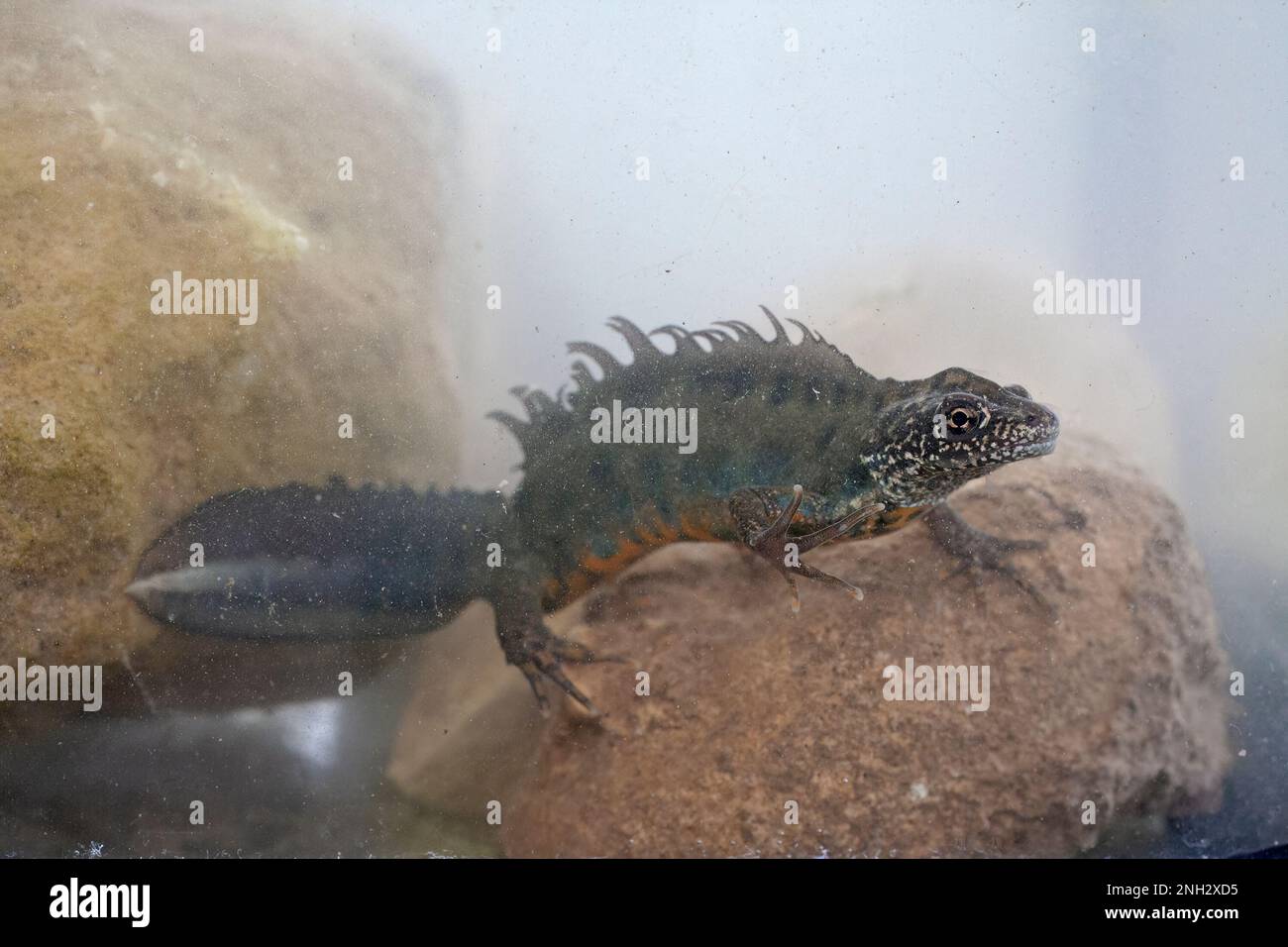 Tritone crestato - Triturus carnifex, the Italian Crested Newt, is a ...
