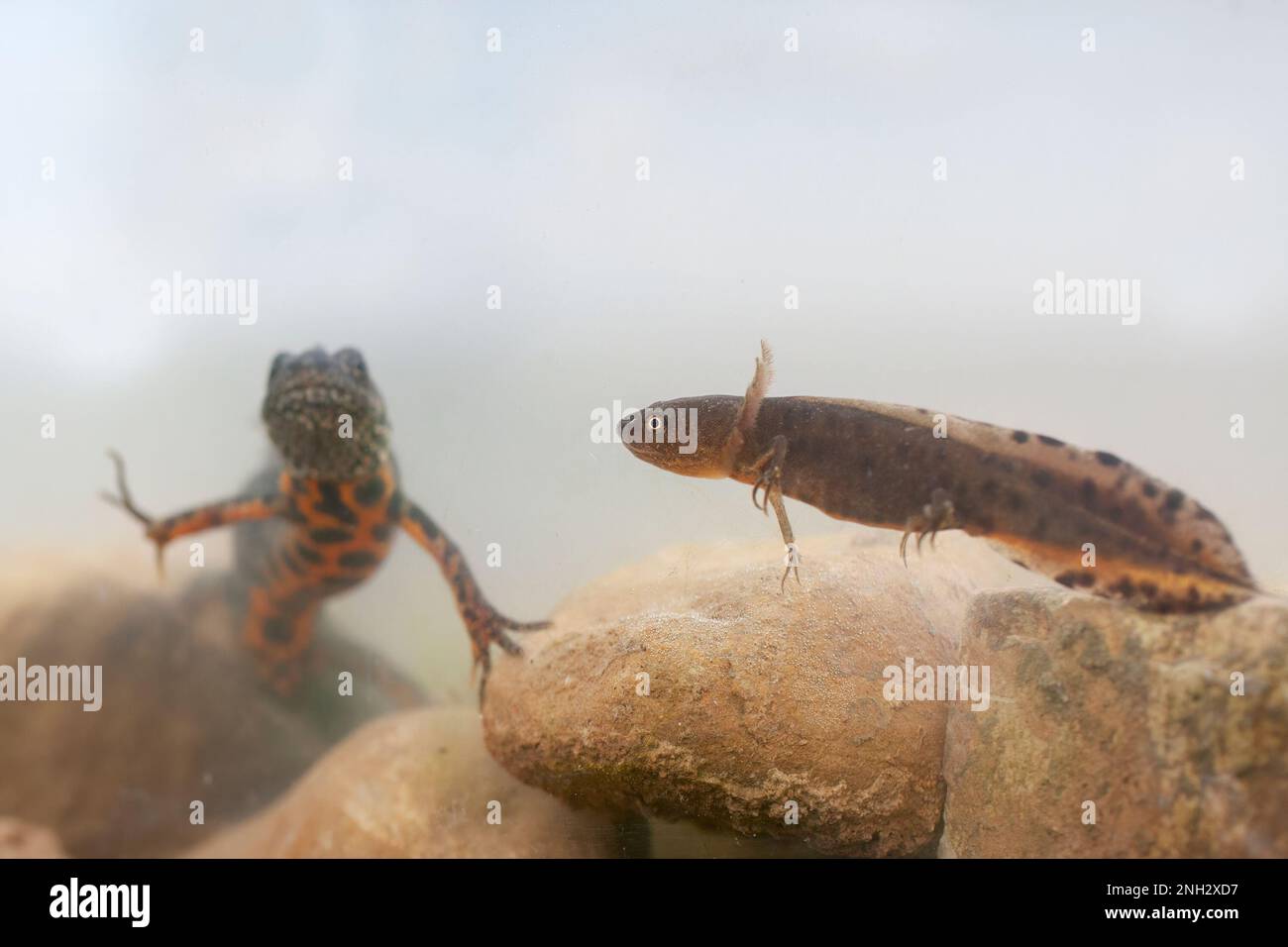 Tritone ctrestato hi-res stock photography and images - Alamy