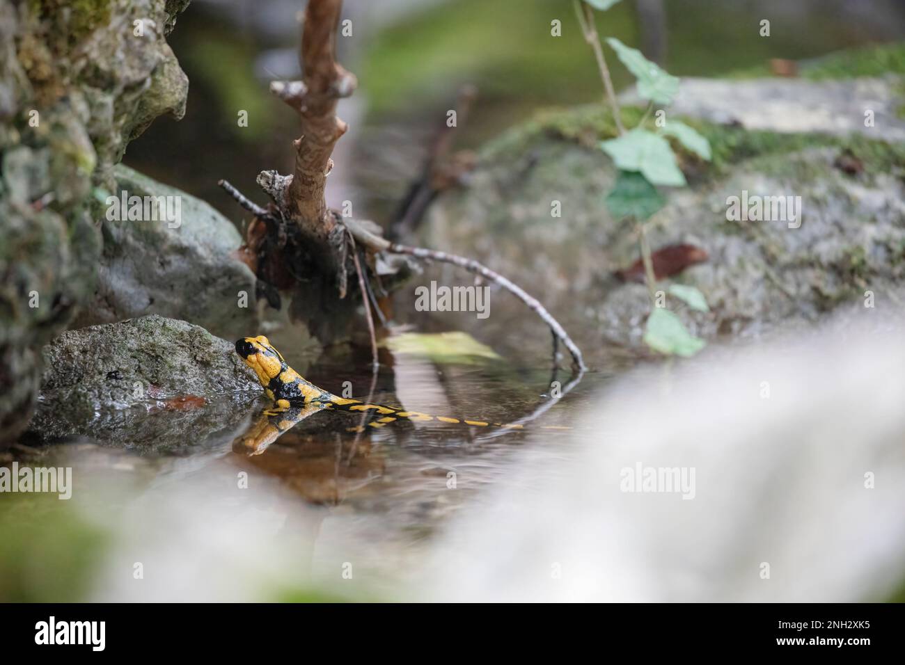 Salamandra torrente hi-res stock photography and images - Alamy