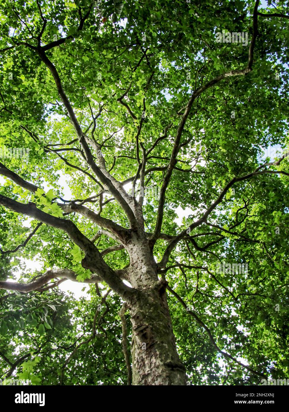 Looking up into the lush green canopy of a large Sycamore tree in ...